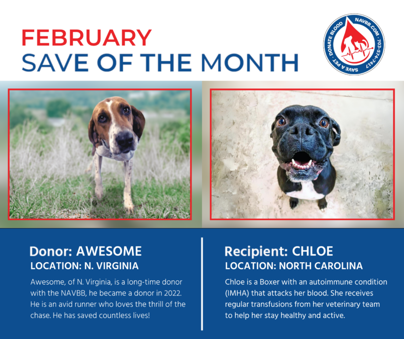Save of the month – North American Veterinary Blood Bank